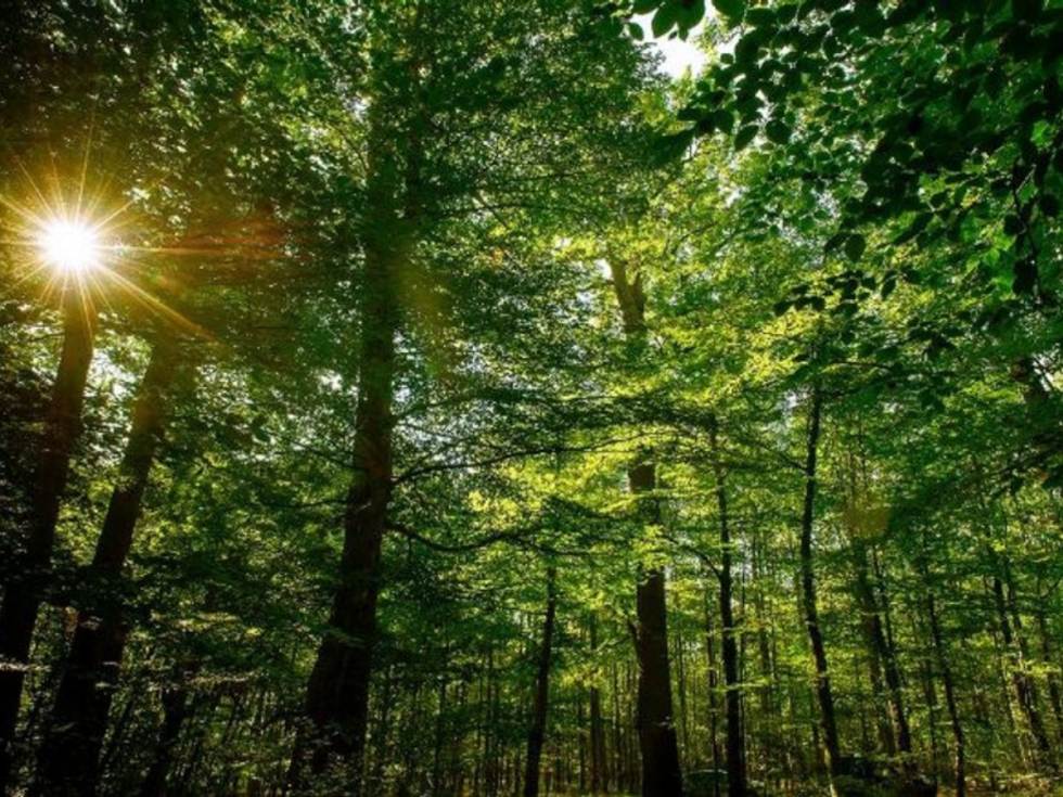 Cool Facts You Didn't Know About Forest