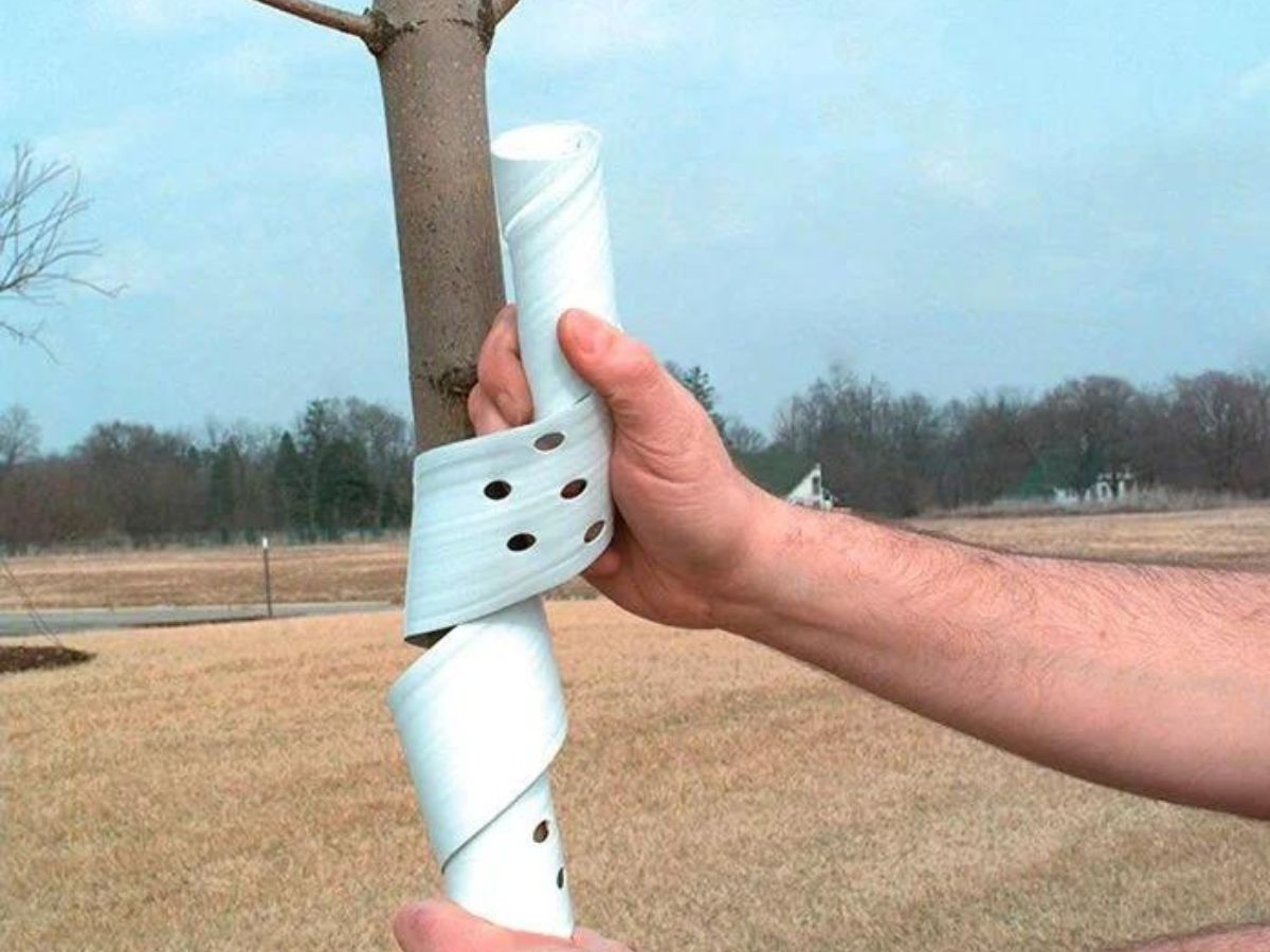 Tree Care: Winter Tree Protection