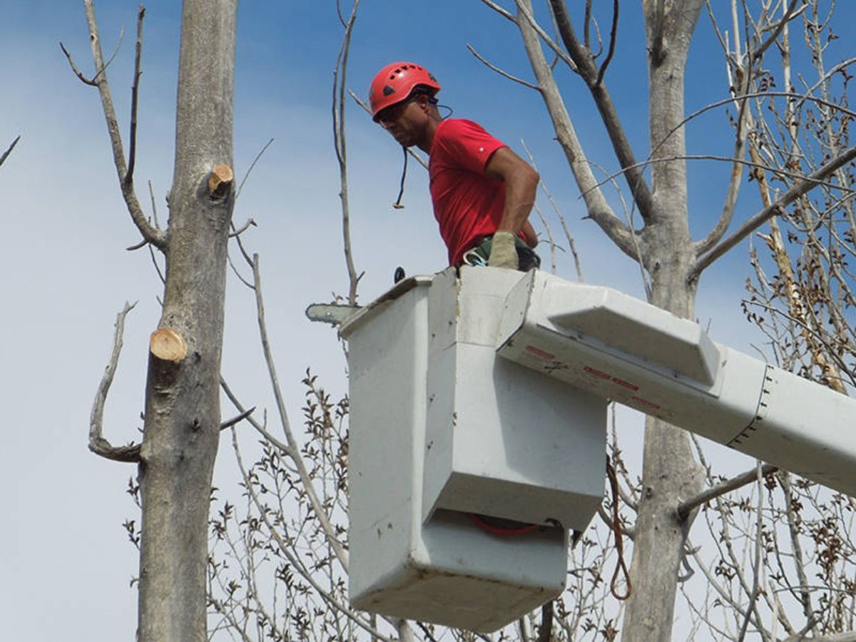 The Pruning and Care Young Mature Trees