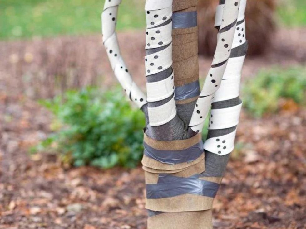 Arborist Trunk Wrapping—Everything You Need to Know