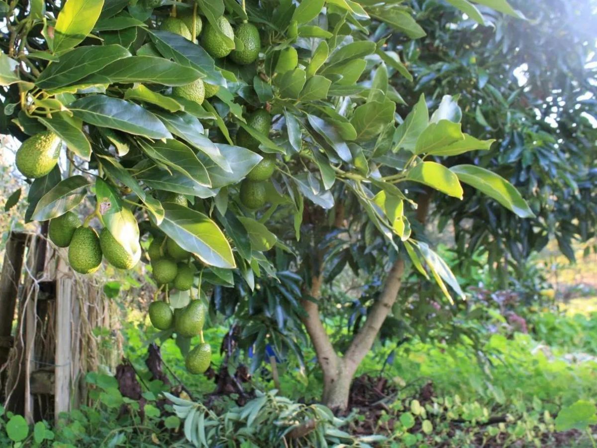 When to Start Pruning an Avocado Tree