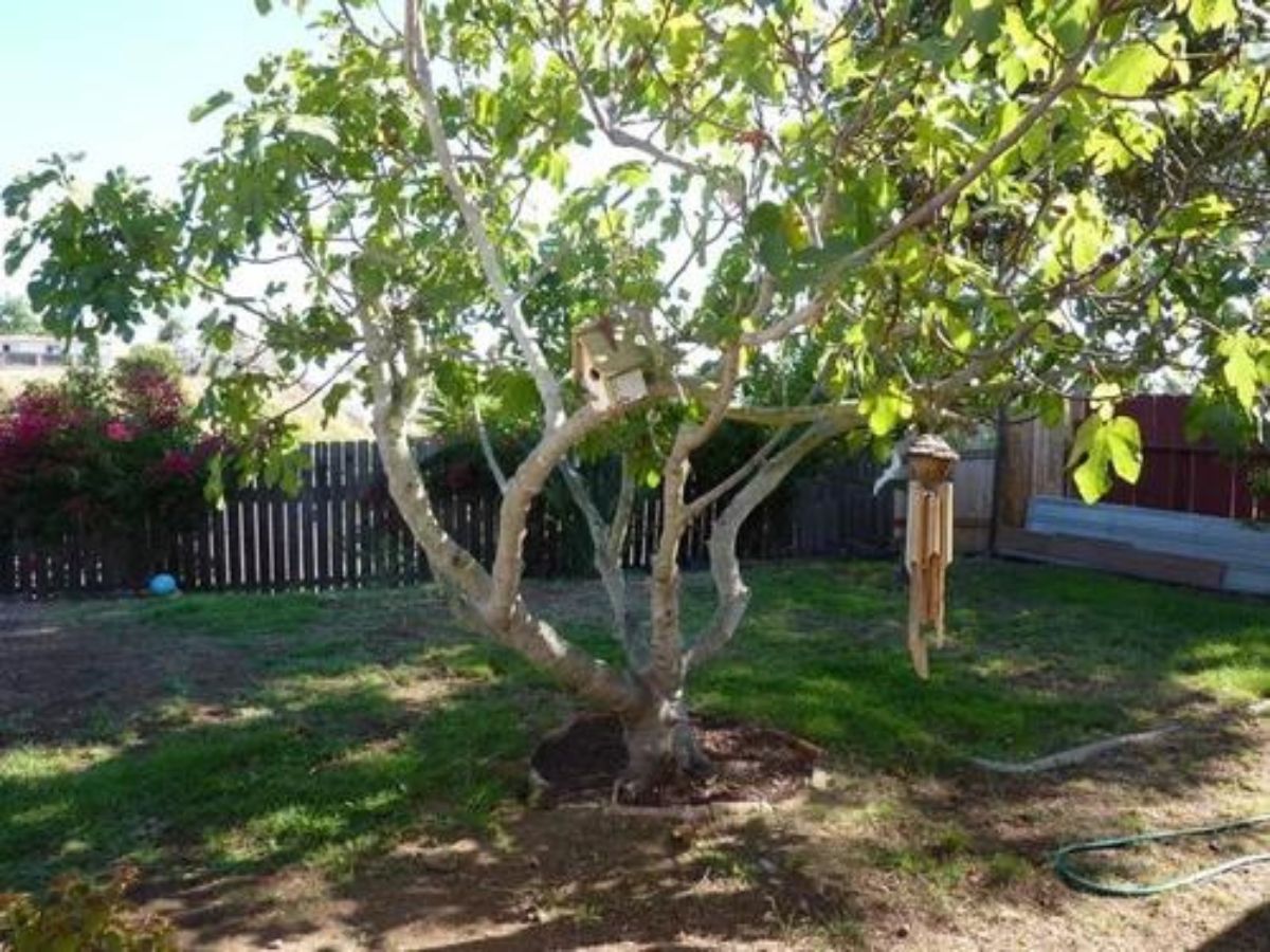 How and When to Prune Your Fig Tree