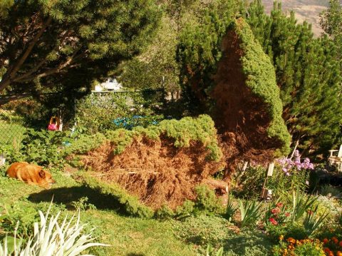 Why is My Dwarf Alberta Spruce Tree Turning Brown After Pruning?