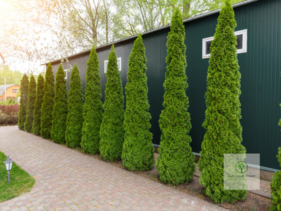 Trees for Privacy That Are Low Maintenance