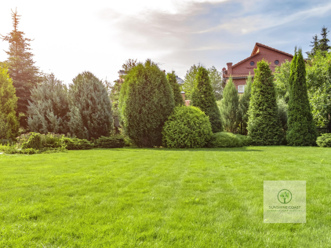 Trees for Privacy That Are Low Maintenance
