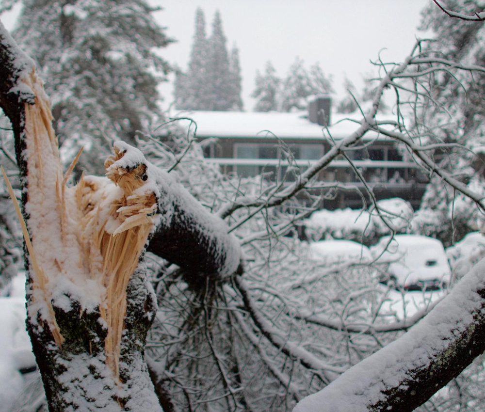 Winter and Ice Storm Damage to Trees