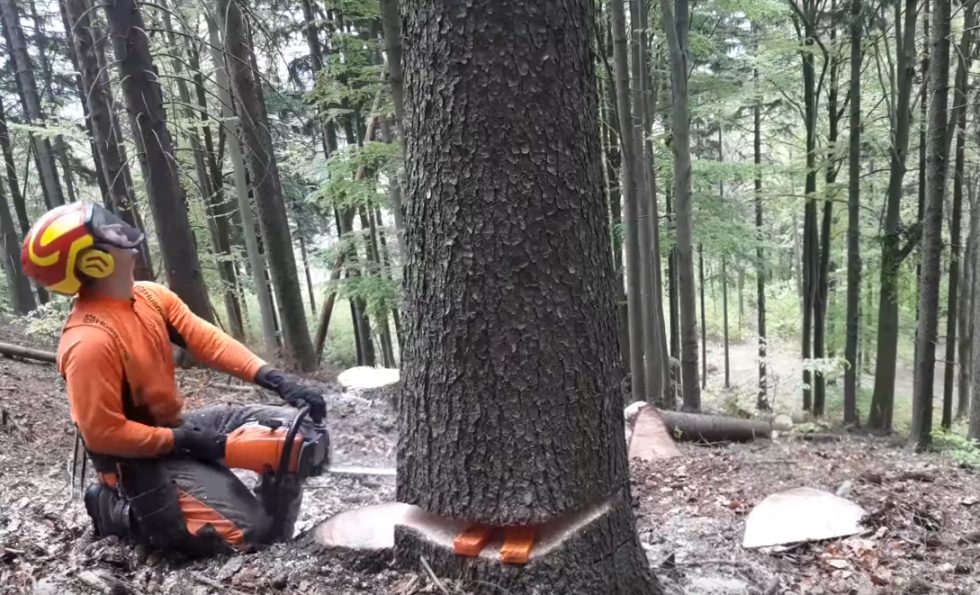 The process of tree removal and safety precautions - tree safety tips